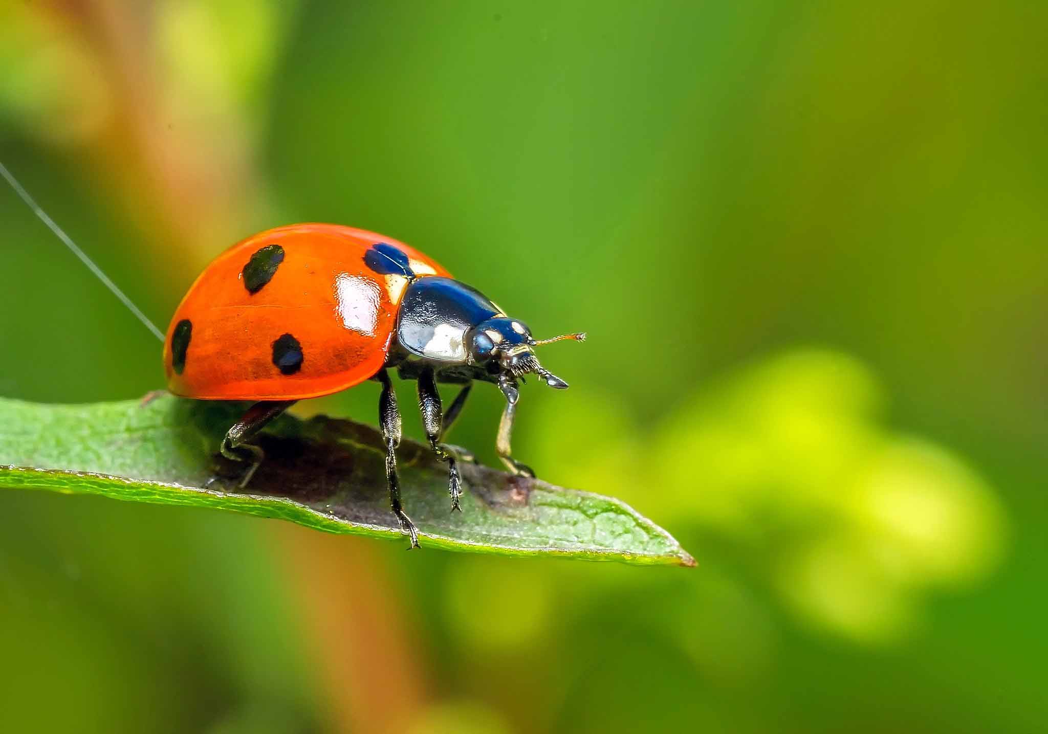 Adaptations: Innovative Insects - The Wild Center