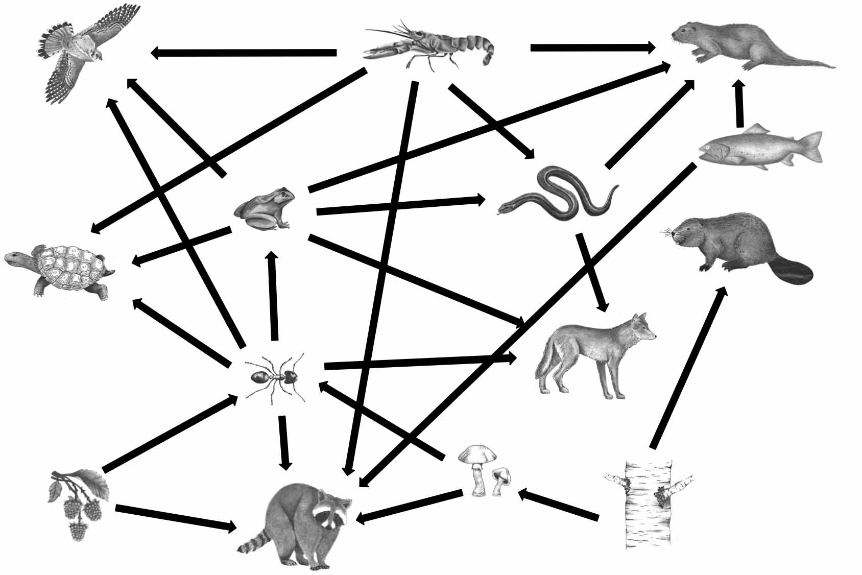 Week 4 – Mysterious Mammals and Food Webs - The Wild Center