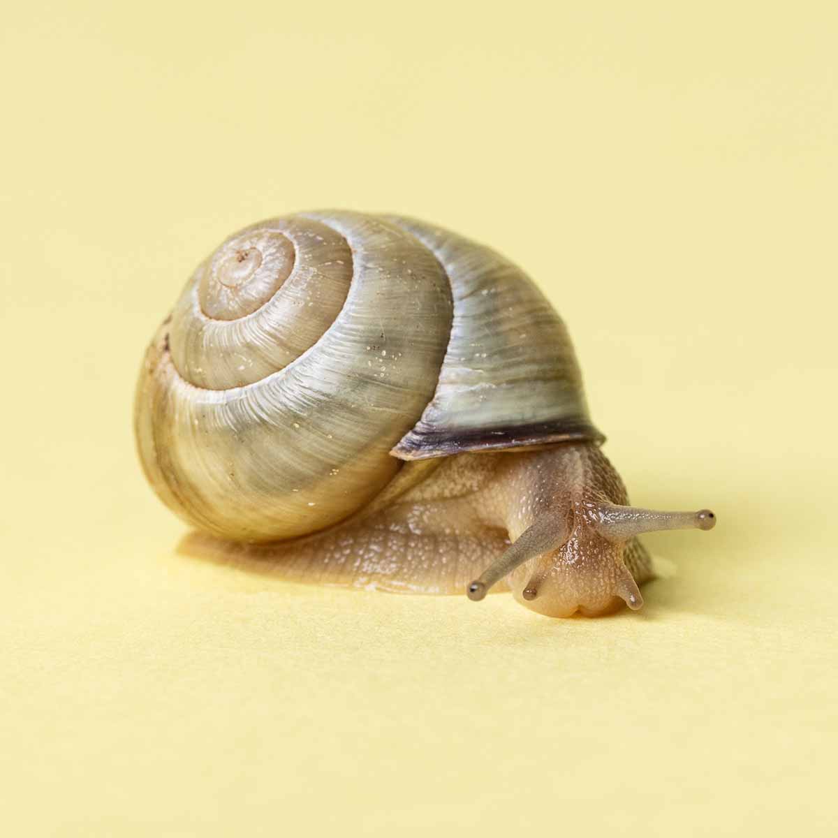 Nature Journaling: Get into the Groove with a Grove Snail - The Wild Center
