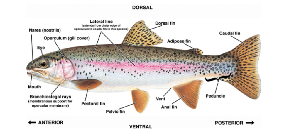 Dive In: Fish Dissection - The Wild Center