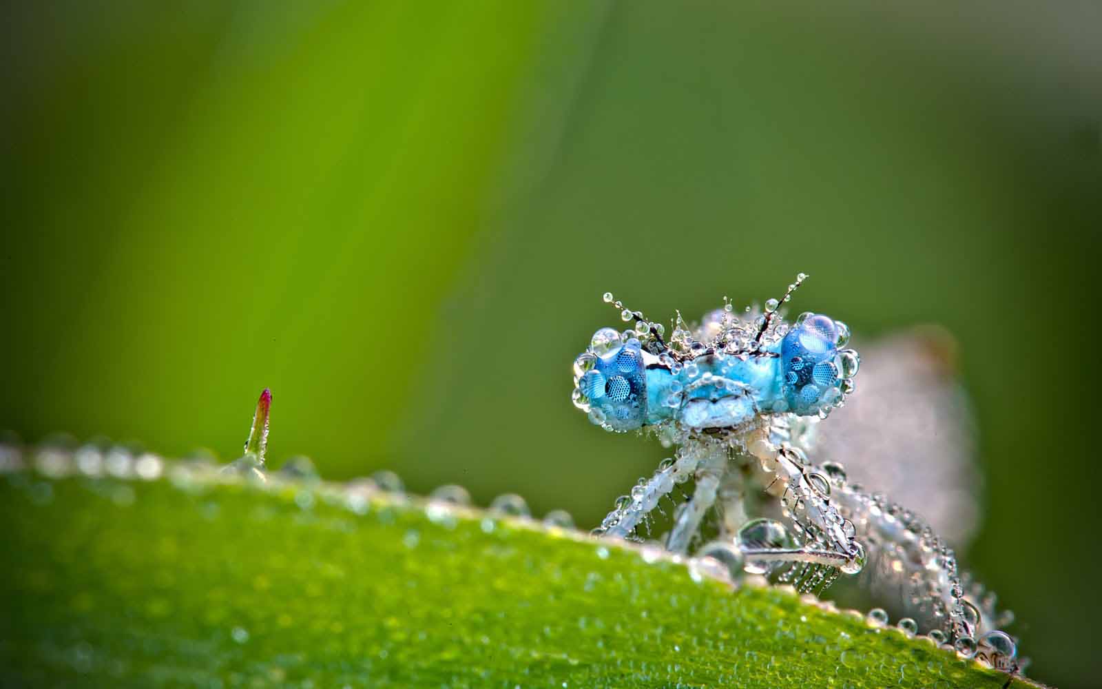 Backyard Bugs: Insects of the Adirondacks - The Wild Center