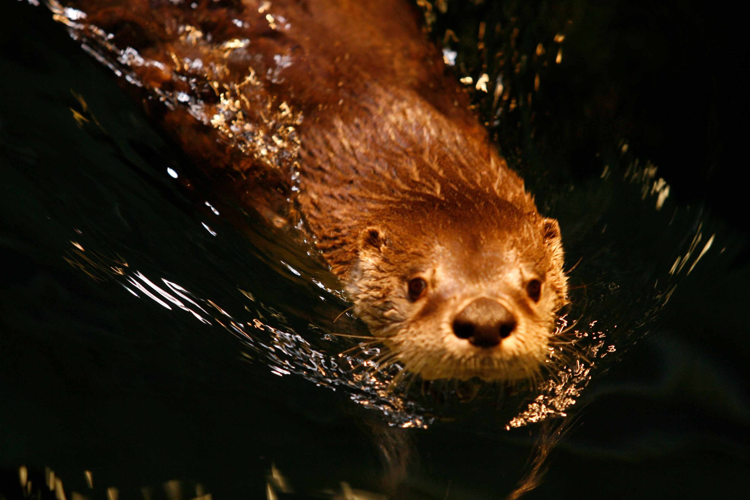 Otters: Wolves of the River - The Wild Center