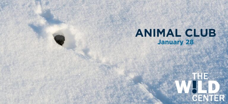 Animal Club: Scuttling Through the Snow - The Wild Center