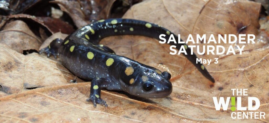 Salamander Saturday - The Wild Center